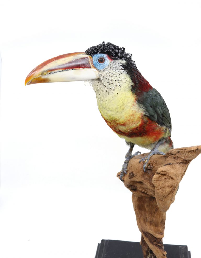 Bird taxidermy shop | Mounted curl-crested aracari toucan - opgezette ...