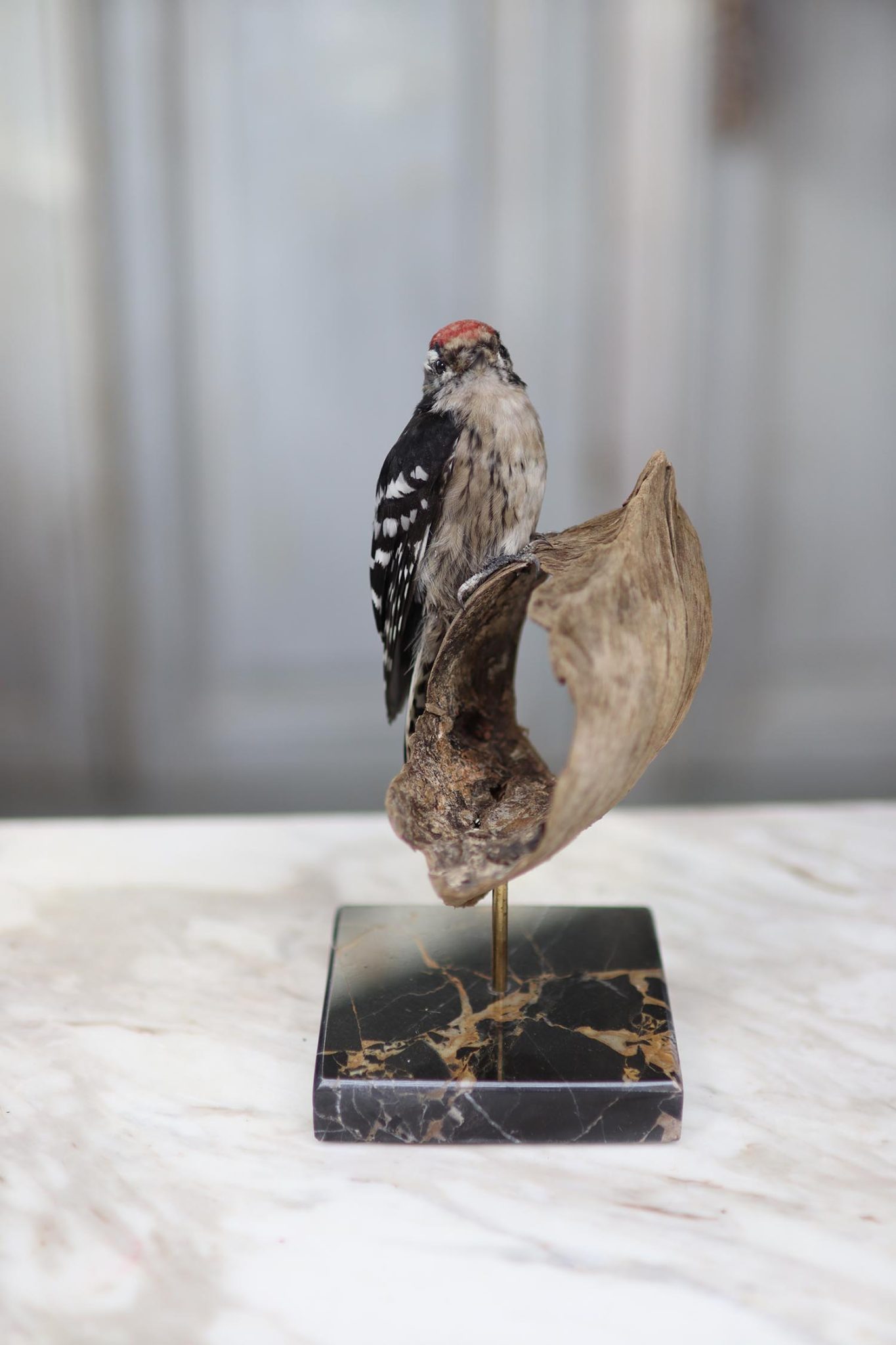 DF Taxidermy - bird taxidermy shop | Lesser spotted woodpecker