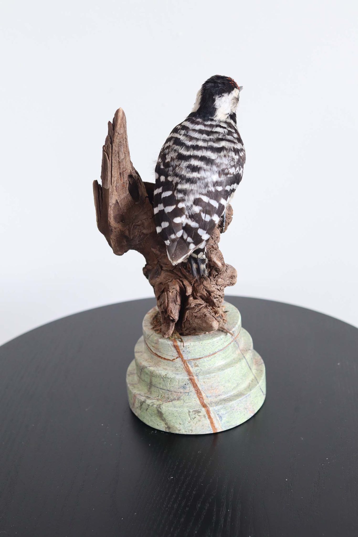 DF Taxidermy - bird taxidermy shop | Lesser spotted woodpecker