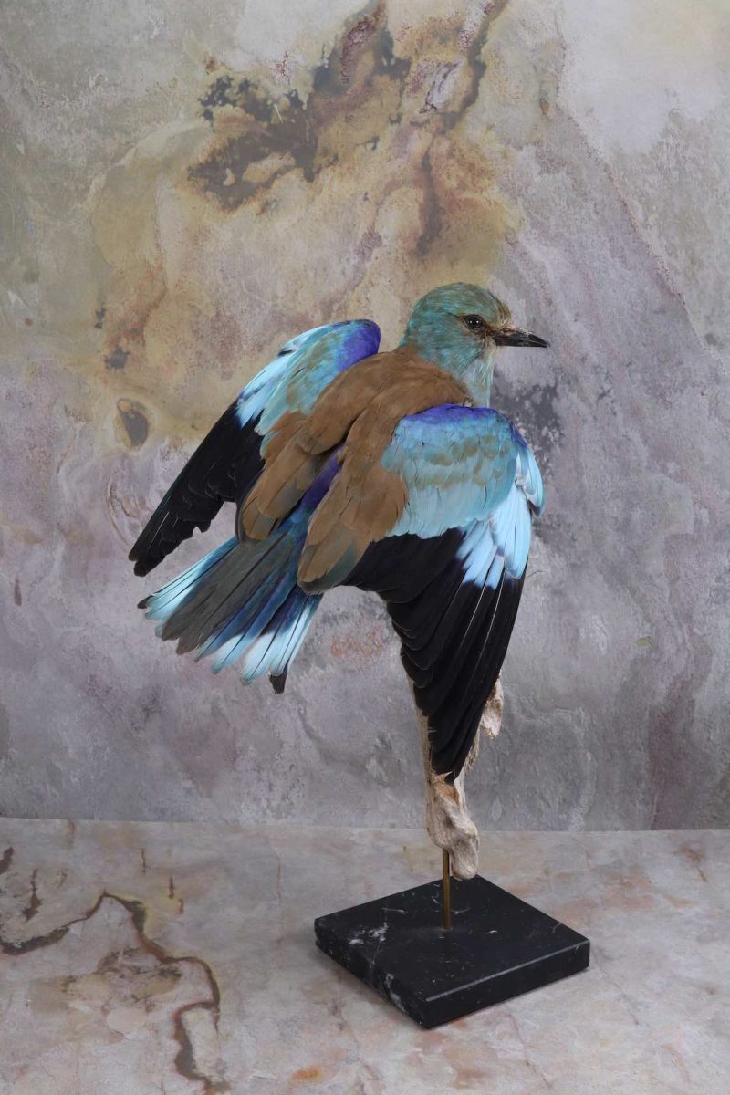 DF Taxidermy | Taxidermy art & design